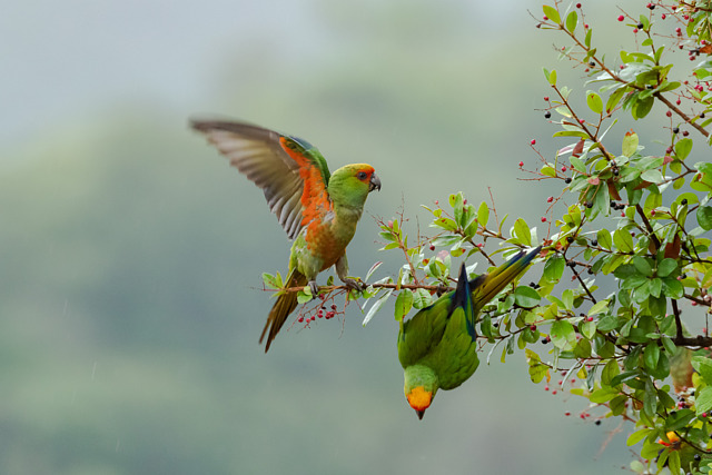 Foto jandaia-de-testa-vermelha (Aratinga auricapillus) Por Sergio ...