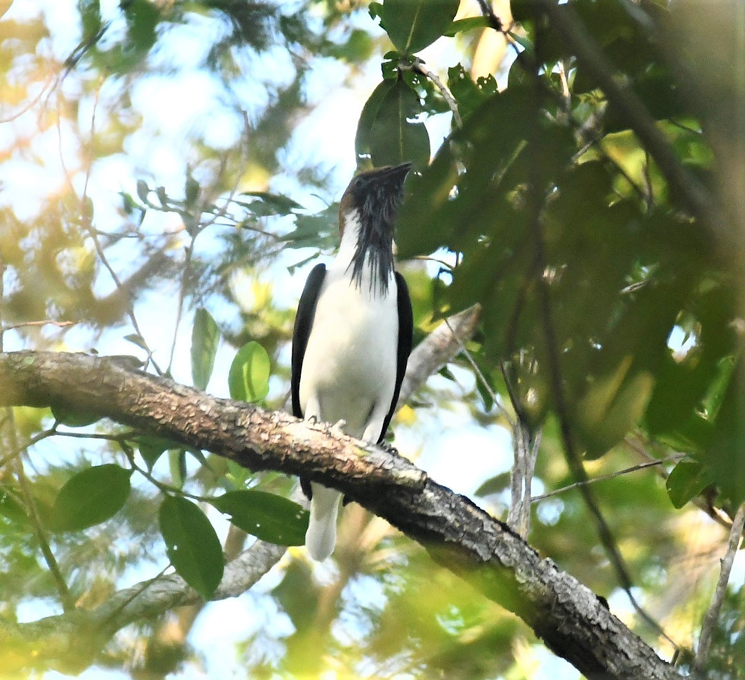 Foto araponga-do-nordeste (Procnias averano) Por Gilson Luz | Wiki Aves ...