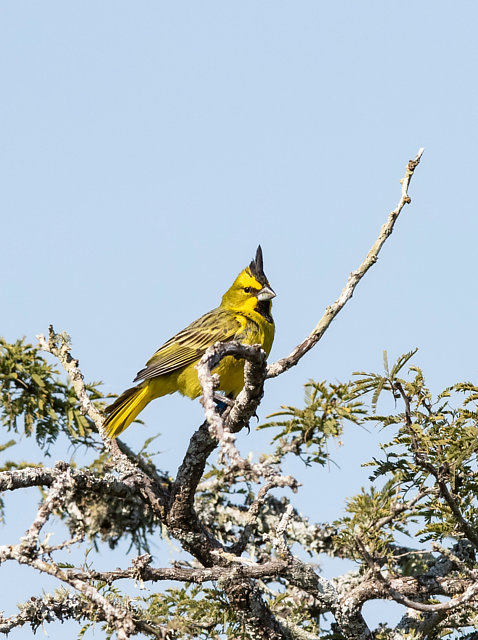 Foto cardeal-amarelo (Gubernatrix cristata) Por Leopoldo Pivovar ...