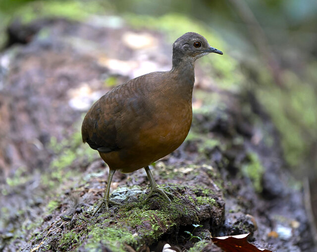 Foto tururim (Crypturellus soui) Por Luis Morais_ | Wiki Aves - A ...