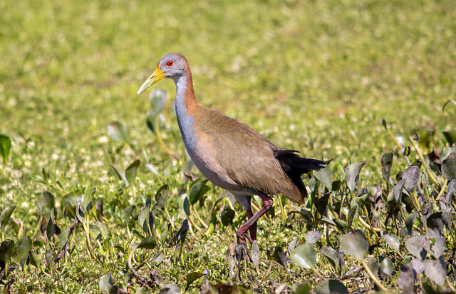 Foto saracuruçu (Aramides ypecaha) Por Fabio U. Issa | Wiki Aves - A ...
