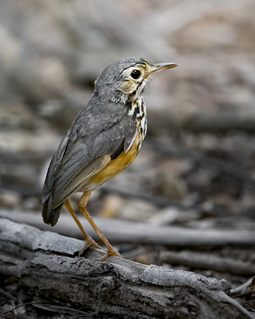 Foto pompeu (Hylopezus ochroleucus) Por Lucas_Carvalho | Wiki Aves - A ...