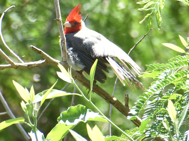 Foto cardeal (Paroaria coronata) Por Lauril Krawczun | Wiki Aves - A ...