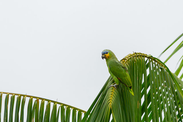 Foto curica (Amazona amazonica) Por Gabriel Bonfa | Wiki Aves - A ...