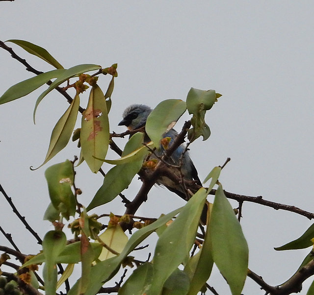 Foto saíra-mascarada (Stilpnia nigrocincta) Por Gilson Afonso | Wiki ...