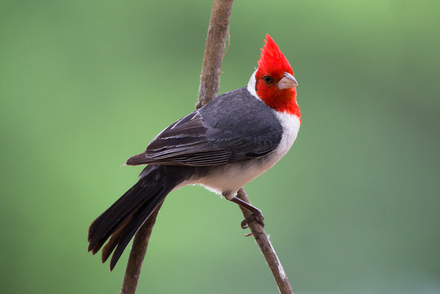 Foto cardeal (Paroaria coronata) Por Almir Almeida | Wiki Aves - A ...