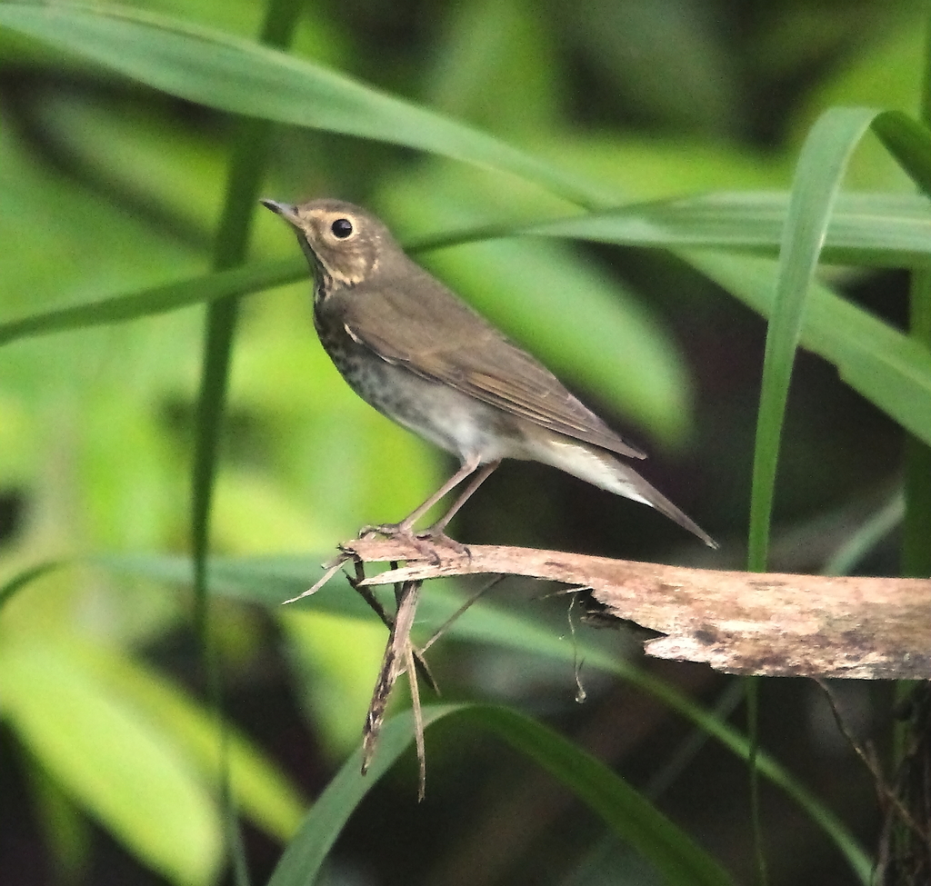 Foto sabiazinho-de-óculos (Catharus swainsoni) Por Mathias Singer ...