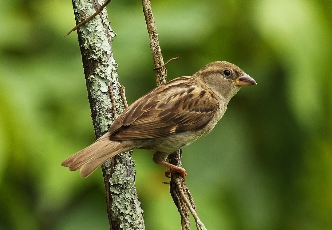 Foto pardal (Passer domesticus) Por Diogo S. Goncalves | Wiki Aves - A Enciclopédia das Aves do ...