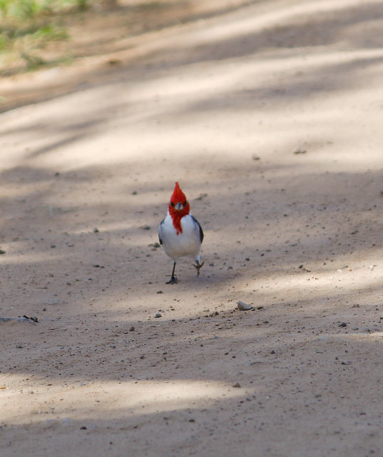 Foto cardeal (Paroaria coronata) Por Rafael Mariani | Wiki Aves - A ...