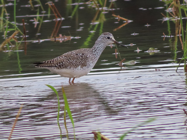 Foto maçarico-de-perna-amarela (Tringa flavipes) Por Victor F. Paschoal ...
