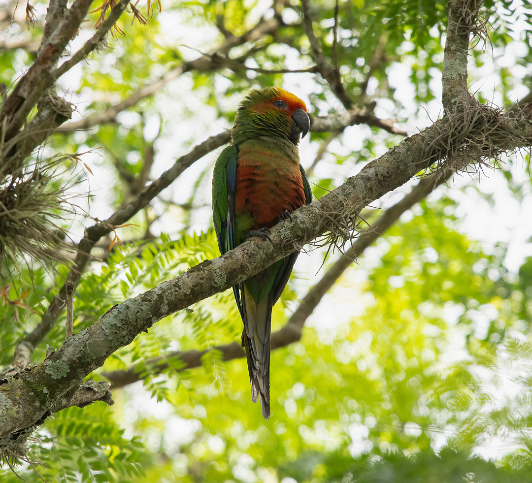 Foto jandaia-de-testa-vermelha (Aratinga auricapillus) Por Fabyano ...