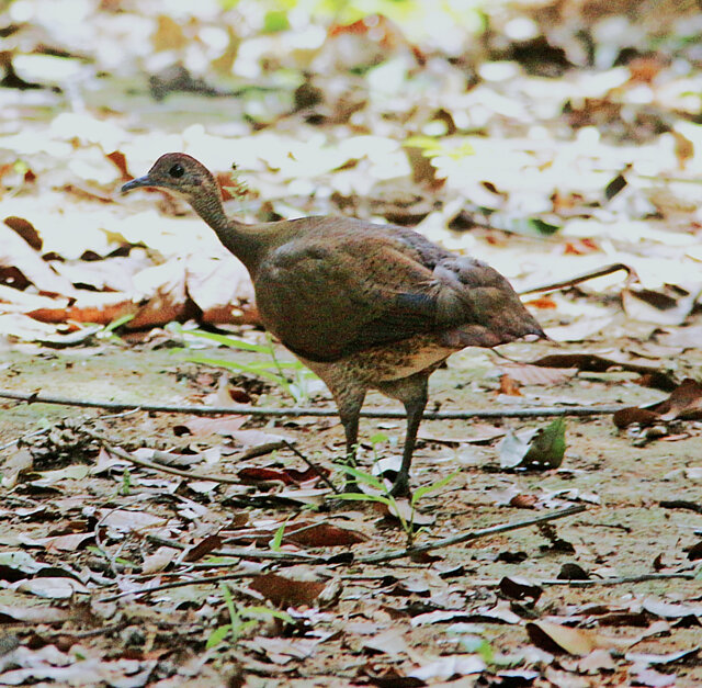 Foto inhambu-serra (Tinamus major) Por Ivo Zecchin | Wiki Aves - A ...