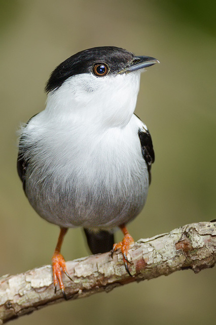 Foto rendeira (Manacus manacus) Por Sérgio Cedraz | Wiki Aves - A ...