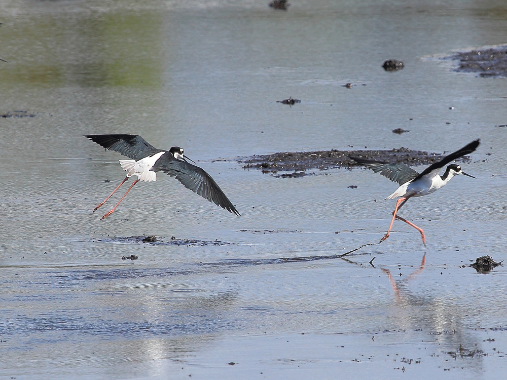 Foto pernilongo-de-costas-negras (Himantopus mexicanus) Por Gilvan ...