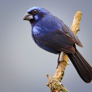 azulão (Cyanoloxia brissonii) | WikiAves - A Enciclopédia das Aves do ...