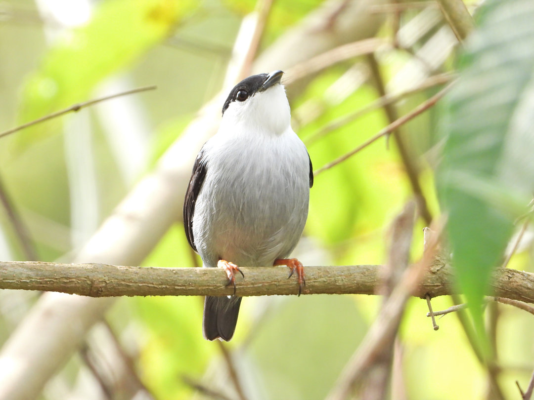 Foto rendeira (Manacus manacus) Por William Akio Mitsunaga | Wiki Aves ...