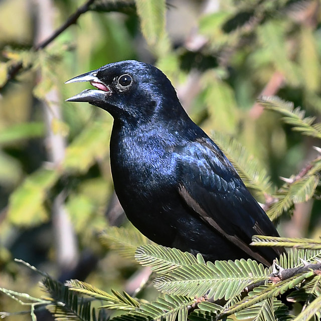 Foto chupim (Molothrus bonariensis) Por Fernando Binder | Wiki Aves - A ...