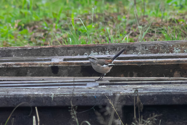Foto calhandra-de-três-rabos (Mimus triurus) Por Calebe Santos 2 | Wiki ...