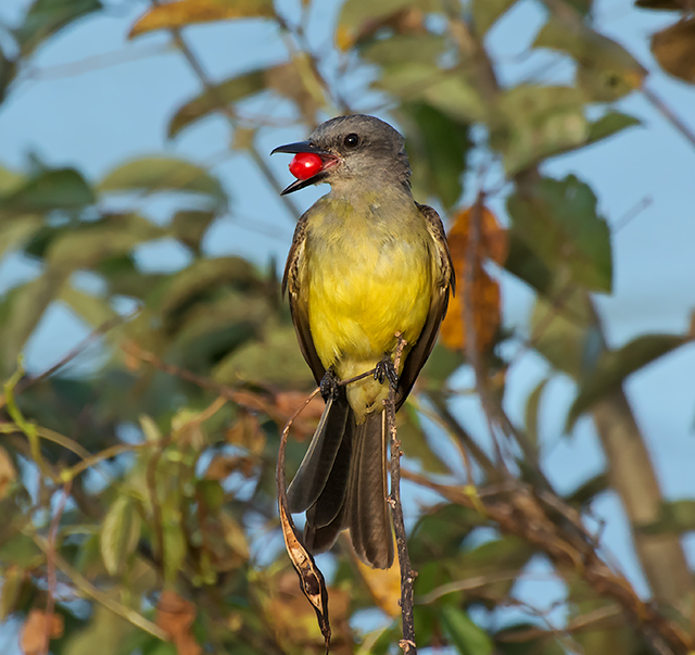 suiriri (Tyrannus melancholicus) | WikiAves - A Enciclopédia das Aves ...