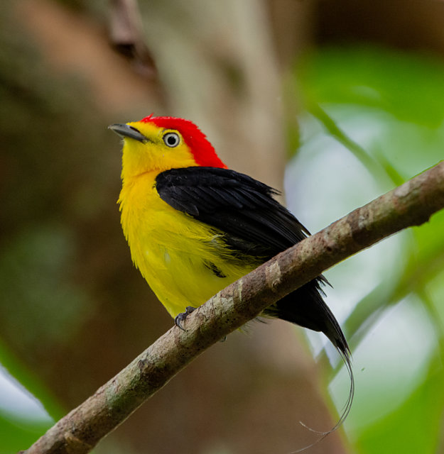 Foto rabo-de-arame (Pipra filicauda) Por Marcelo Rangel | Wiki Aves - A ...