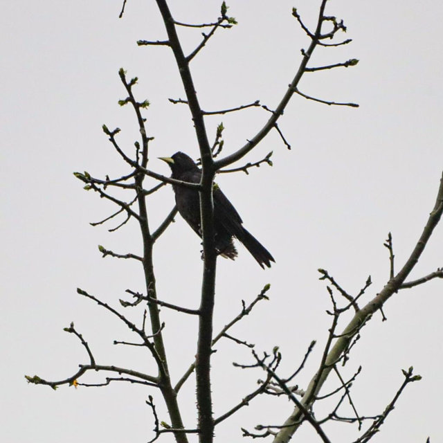 Foto guaxe (Cacicus haemorrhous) Por Cecilio Jr. | Wiki Aves - A ...
