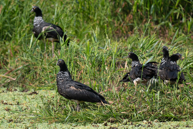 Foto anhuma (Anhima cornuta) Por Hudson Martins | Wiki Aves - A ...