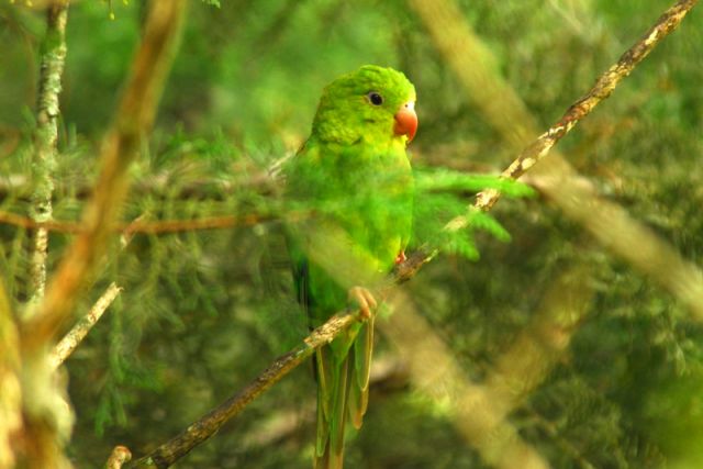 Foto periquito-rico (Brotogeris tirica) Por João Marcelo da Costa ...