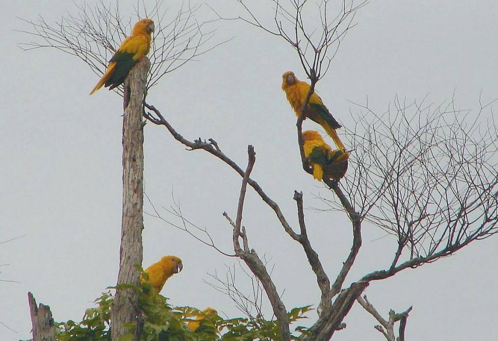 Foto ararajuba (Guaruba guarouba) Por Guilherme Serpa | Wiki Aves - A ...