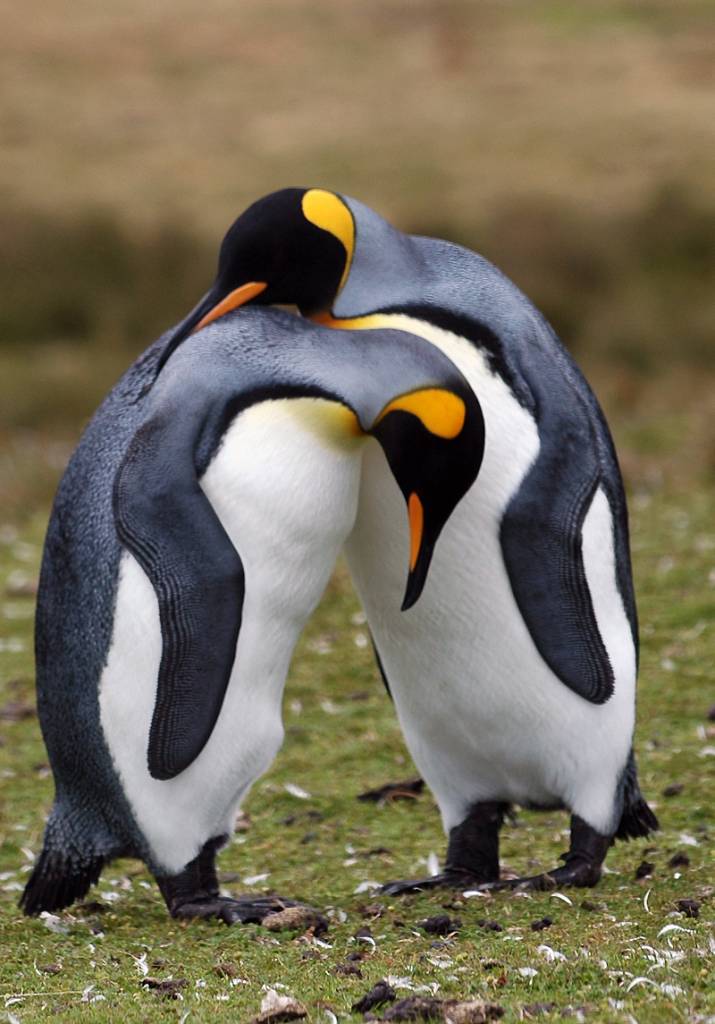 Foto pinguim-rei (Aptenodytes patagonicus) Por Joao Quental | Wiki Aves ...