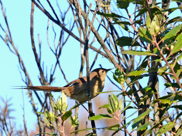 Foto garrincha-chorona (Asthenes moreirae) Por Celi Aurora | Wiki Aves ...