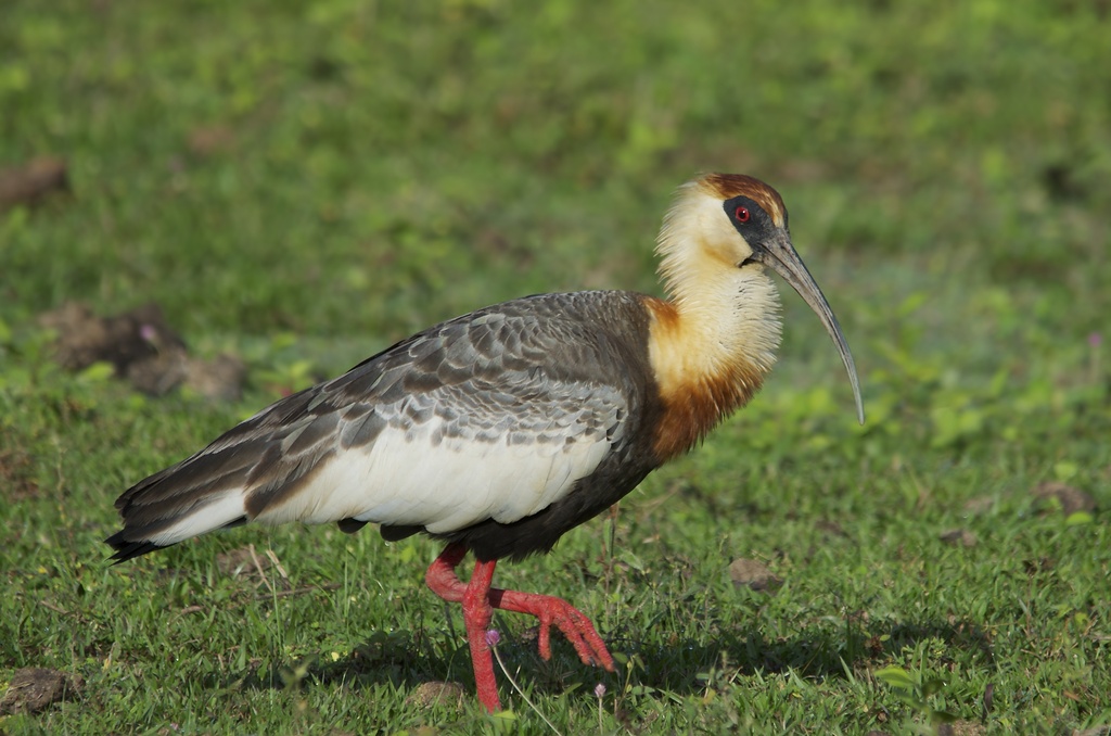 Foto curicaca (Theristicus caudatus) Por Ronaldo Koloszuk | Wiki Aves ...