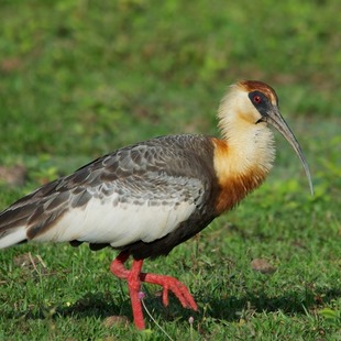 curicaca (Theristicus caudatus) | WikiAves - A Enciclopédia das Aves do ...