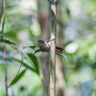 barranqueiro-pardo (Automolus infuscatus) | WikiAves - A Enciclopédia ...