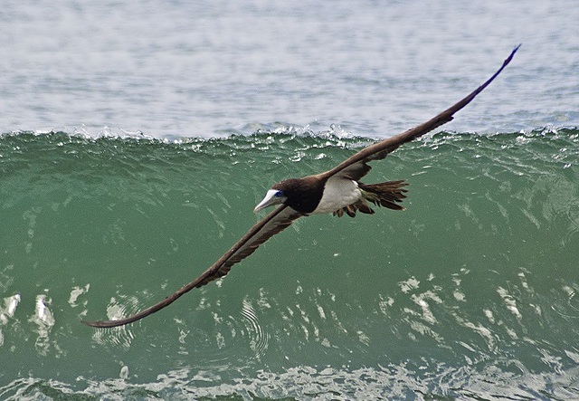 atobá-pardo (Sula leucogaster) | WikiAves - A Enciclopédia das Aves do ...