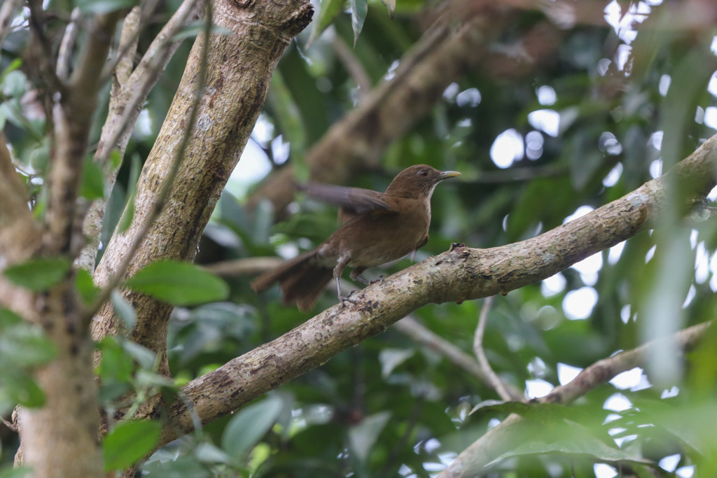 Foto sabiá-da-várzea (Turdus sanchezorum) Por Ian Thompson | Wiki Aves ...