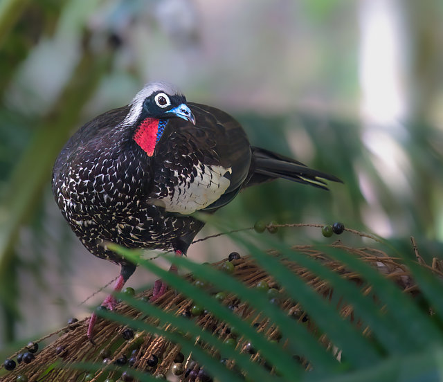 Foto jacutinga (Aburria jacutinga) Por Flavio Aguiar | Wiki Aves - A ...