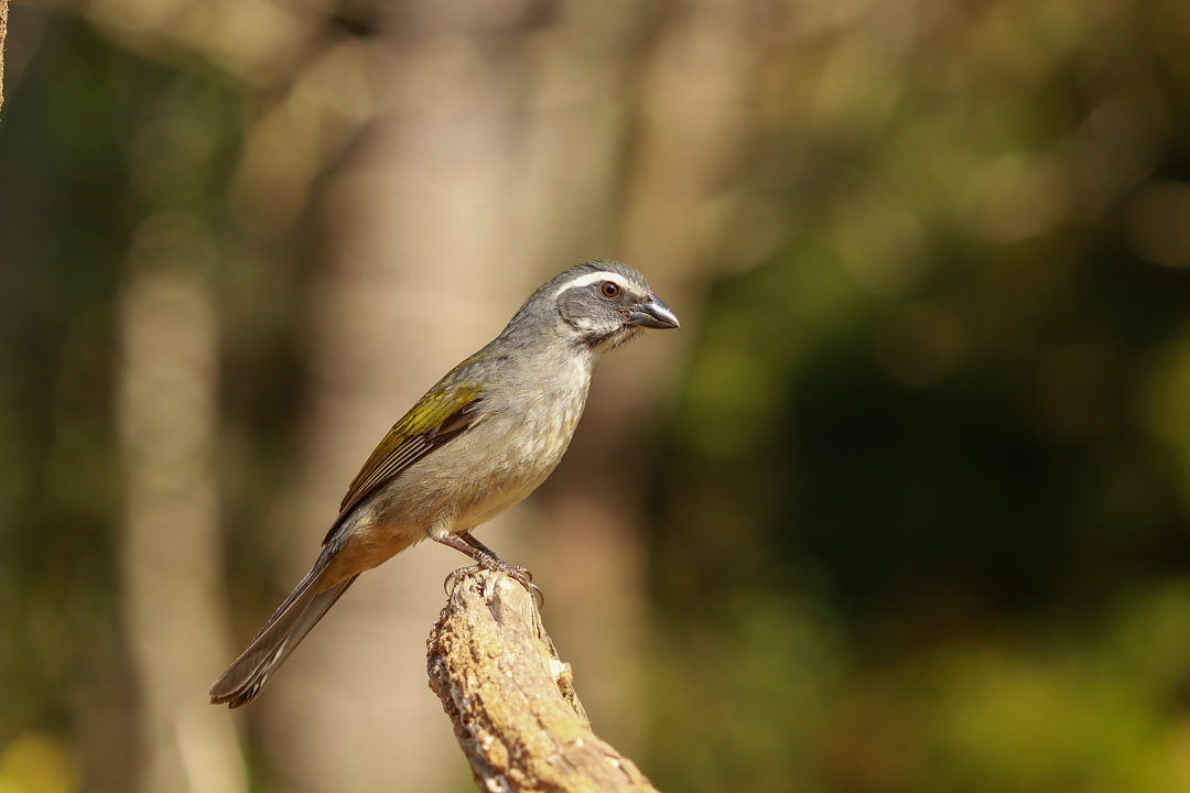 Foto trinca-ferro (Saltator similis) Por Luiz Moura | Wiki Aves - A ...