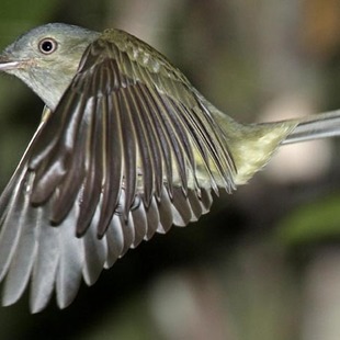 fruxu-baiano (Neopelma aurifrons) | WikiAves - A Enciclopédia das Aves ...