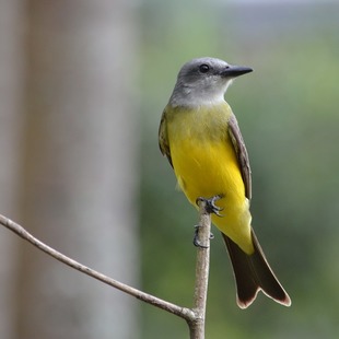suiriri (Tyrannus melancholicus) | WikiAves - A Enciclopédia das Aves ...
