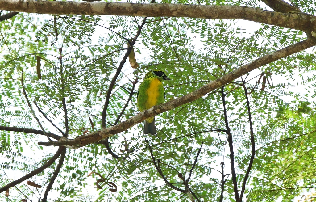 Foto saíra-ouro (Tangara schrankii) Por Christopher Borges | Wiki Aves ...
