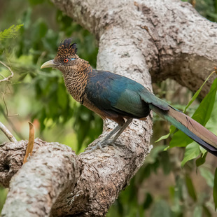 Cuculidae | WikiAves - A Enciclopédia das Aves do Brasil