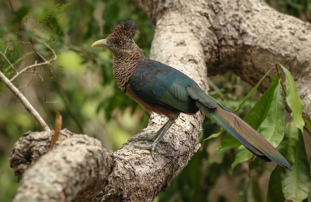 Foto jacu-estalo (Neomorphus geoffroyi) Por Vitor Barbosa | Wiki Aves ...
