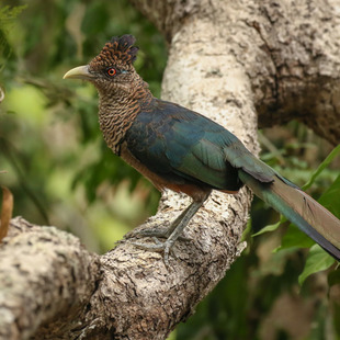 Cuculiformes | WikiAves - A Enciclopédia das Aves do Brasil
