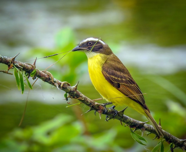 Foto bentevizinho-de-penacho-vermelho (Myiozetetes similis) Por Andiara ...