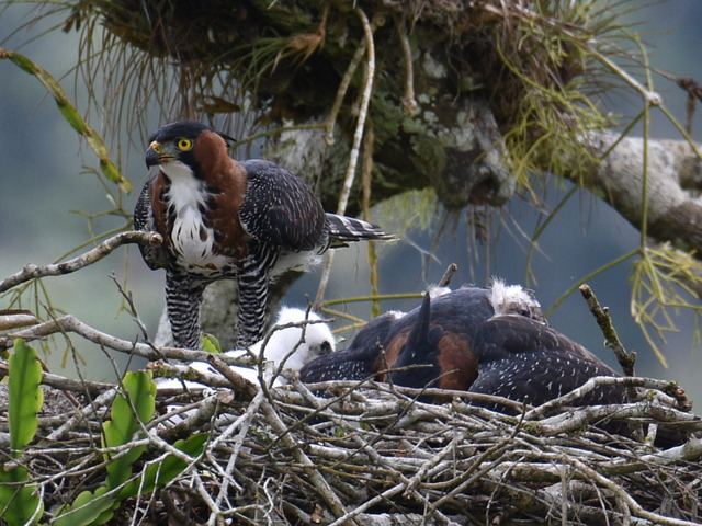 gavião-de-penacho (Spizaetus ornatus) | WikiAves - A Enciclopédia das ...