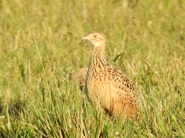 Foto codorna-amarela (Nothura maculosa) Por Jose Tarasconi | Wiki Aves ...