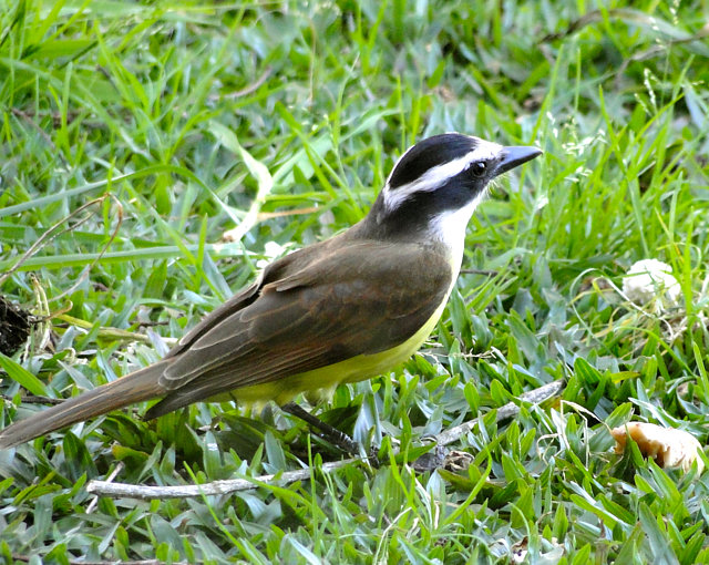 Foto bem-te-vi (Pitangus sulphuratus) Por Terezinha Colle | Wiki Aves ...