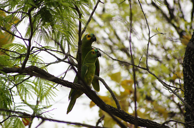 Foto papagaio-verdadeiro (Amazona aestiva) Por Felix S. Castro | Wiki ...