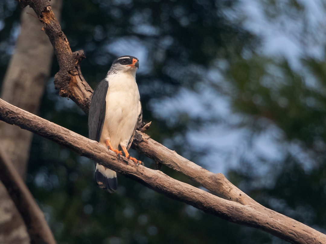 Foto gavião-vaqueiro (Leucopternis kuhli) Por Hector Bottai | Wiki Aves ...