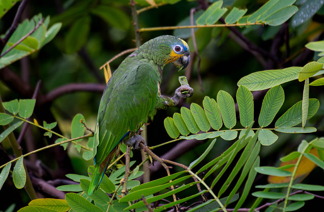 Foto curica (Amazona amazonica) Por Luiz Fernando Carvalho | Wiki Aves ...